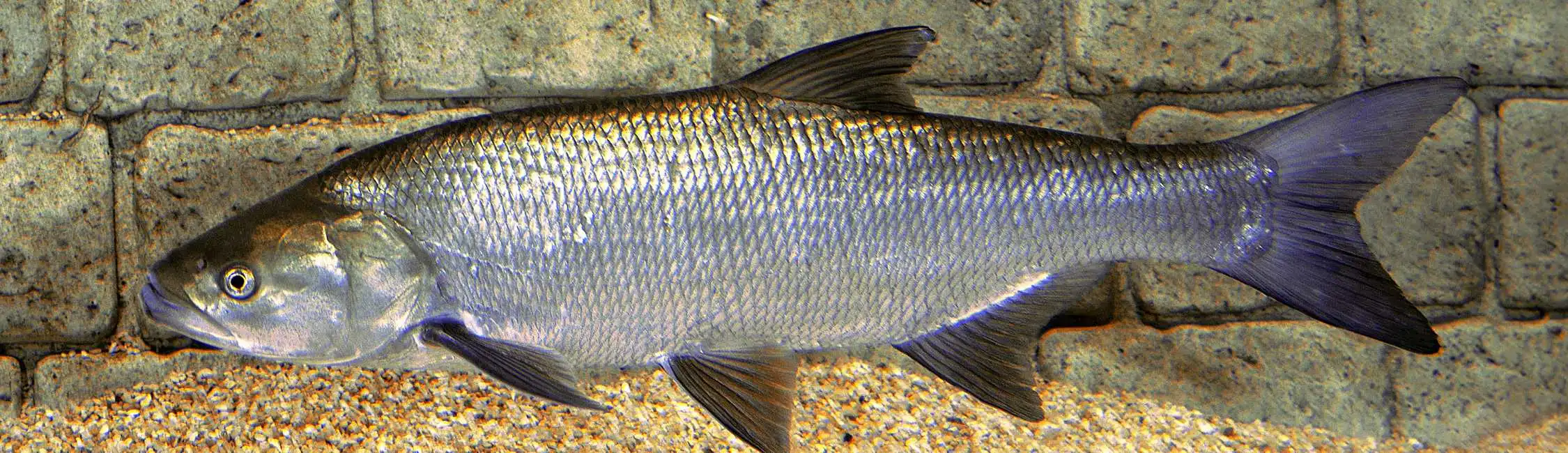 Zielfische: Perfekte Ausrüstung für jeden Fang